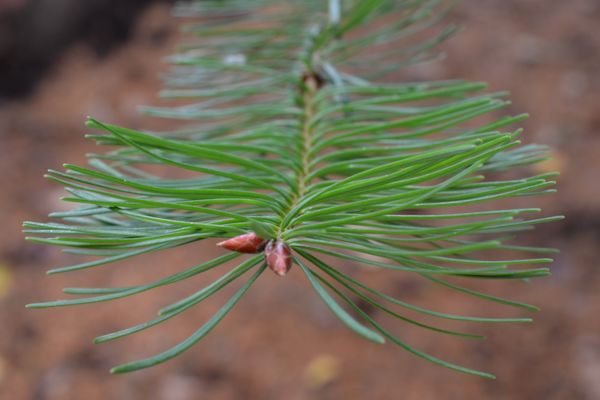 Douglas Fir